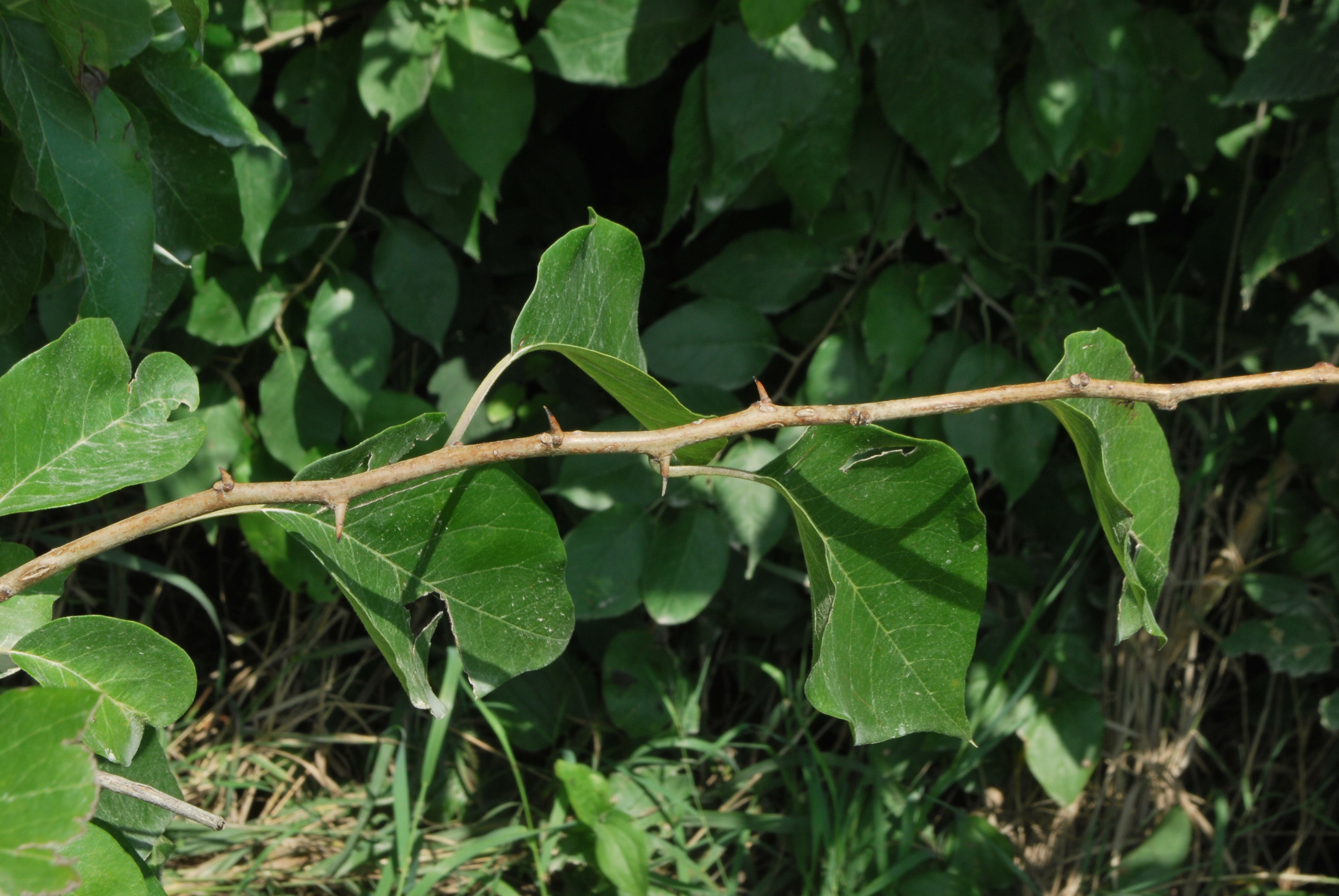 OSAGE-ORANGE - MACLURA POMIFERA | The UFOR Nursery & Lab